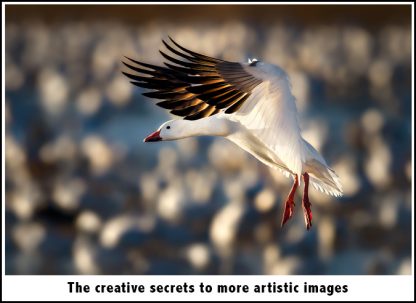 Secrets To Stunning Wildlife Photography – Backcountry Gallery Web Store