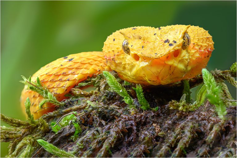 Focus Shift Shooting Video Workshop (Nikon Focus Stacking ...