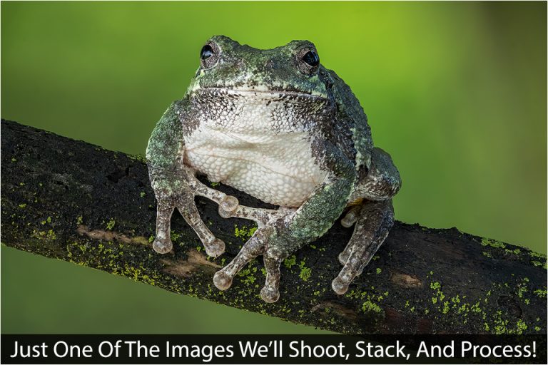 Focus Shift Shooting Video Workshop (Nikon Focus Stacking ...